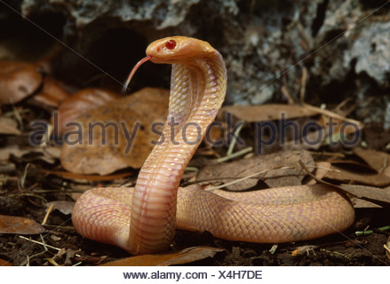 Albino Monocled Cobra, Naja naja kaouthia, Native to South East Asia ...