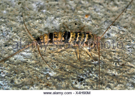 firebrat (Lepismodes inquilinus, Thermobia domestica), pest in Stock ...