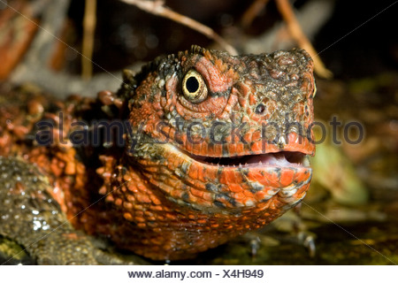 Chinese xenosaur, Chinese crocodile lizard (Shinisaurus Stock Photo - Alamy