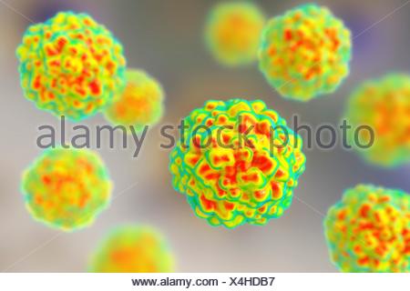 Transfusion transmitted virus (TTV) particles, computer illustration ...