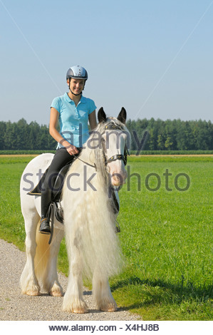 Gypsy Vanner Horse Irish Tinker Young rider on a Tinker standing on a ...