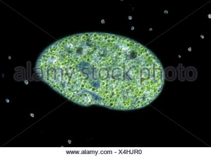 Green single cell chlorella algae microscopic conceptual 3D ...