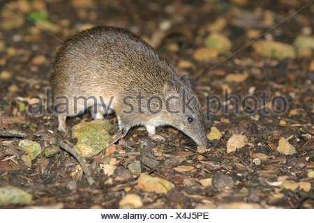 southern brown bandicoot, quenda, short-nosed bandicoot (Isoodon Stock ...