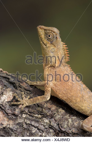 Mountain horned dragon, or Pricklenape agama (Acanthosaura Stock Photo ...