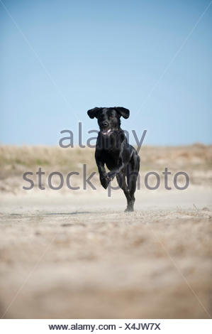 black labrador retriever running Stock Photo - Alamy