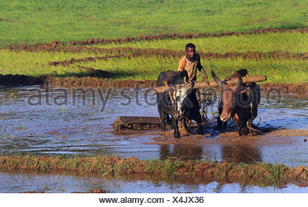 Domestic Cattle Zebu Bos indicus bull man holding onto hump during ...