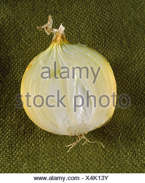 LONGITUDINAL SECTION OF ONION SHOWING BULB MADE OF LEAF TISSUE. THE ...