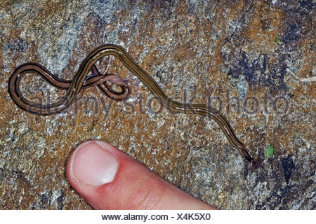 Shovel-headed Garden Worm, Shovel-headed Garden Flatworm, hammerhead ...