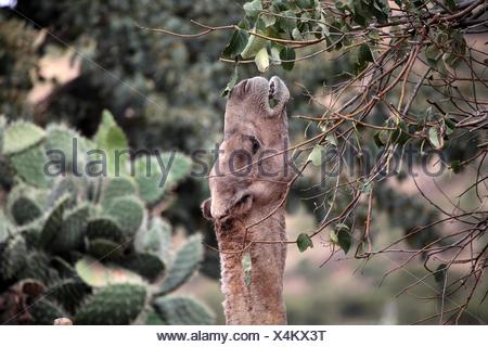Camel eating cactus Stock Photo: 56816205 - Alamy