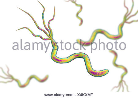 Illustration of Helicobacter pylori bacteria, a gram-negative Stock ...