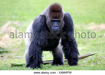 Adult male Silverback Lowland Gorilla standing on all fours, pieces of ...
