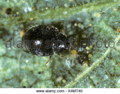 Minute black ladybird, Stethorus punctillium, a small biological Stock ...