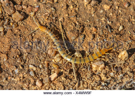centipedes, chilopodians (Scolopendra heros arizonensis), on the Stock ...