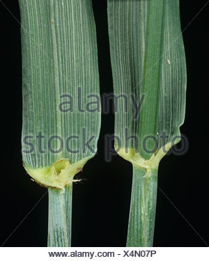 Wheat plant leaf ligule and leaf sheath Stock Photo: 7912410 - Alamy