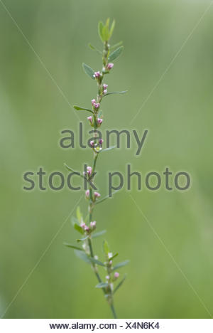 Common knotgrass (Polygonum aviculare) a prostrate creeping flowering ...