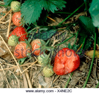 Bird damage to ripe strawberry fruit before picking Stock Photo - Alamy