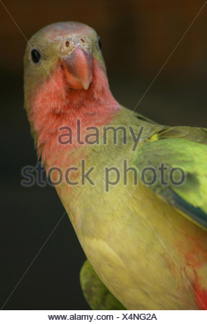 Princess Parrot (Polytelis alexandrae) adult, perched on log, Red Stock ...