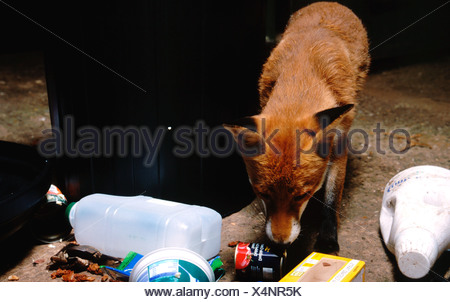 Red fox rummaging through a waste bin - Minnesota USA Stock Photo ...