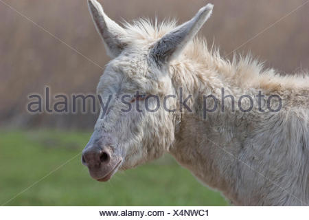Domestic Donkey, albino Stock Photo - Alamy