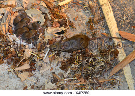 House Mice female with young at nest Mus musculus Europa Europe adult ...
