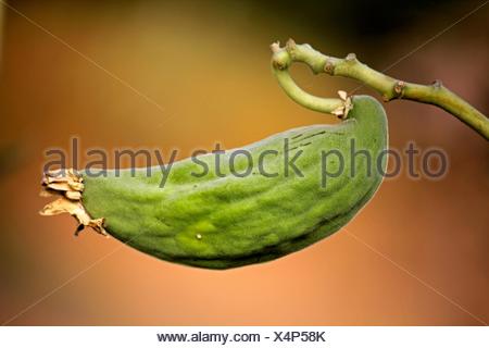Calotropis gigantea Family: Asclepiadaceae Fruit is a follicle and ...