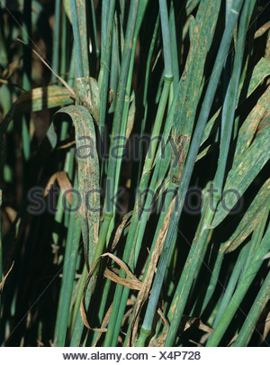 Crown rust Puccinia coronata infection on ryegrass Lolium sp leaves ...