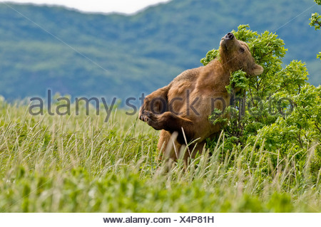 Grizzly Bear Back Scratching Stock Photo - Alamy