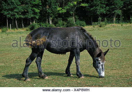 Mule, Crossbreed of a Male Donkey and a Female Horse Stock Photo ...