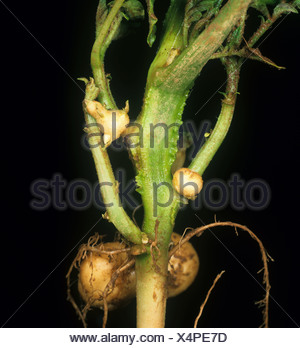 Aerial tuber development on potatoes due to black scurf (Rhizoctonia ...