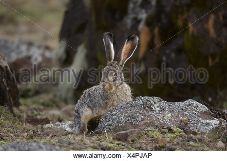Ethiopian highland hare (Lepus starcki), Bale Mountains, Ethiopia Stock ...