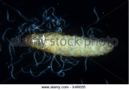 Sciarid fly larva Lycoriella auripila parasitised by nematodes Stock ...