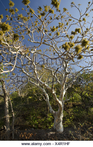 Indian ghost tree, Kullu (Sterculia urens), blooming, India, Madhya ...