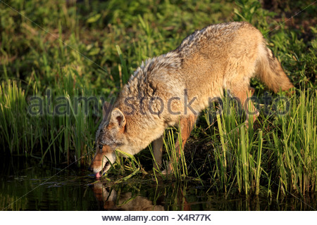 An adult coyote (Canis latrans) drinking water at a pond and staring ...