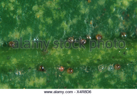 Citrus red spider mite (Panonychus citri) male and female mites on ...