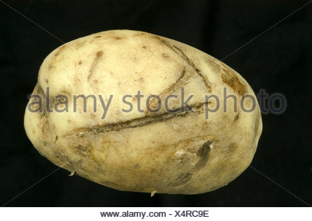 Cut or spade damage marks in potato tuber surface Stock Photo - Alamy