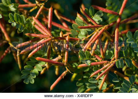 true indigo (Indigofera tinctoria), with fruits Stock Photo: 58150965 ...