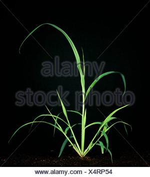 Itch grass or raoulgrass Rottboellia cochinchinensis culm at grass ...