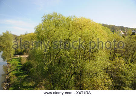 Salix alba, Silver willow, riparian forest Stock Photo: 127398471 - Alamy