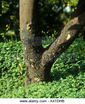 Scaly bark (Citrus psorosis virus) infection of a clementine causing ...