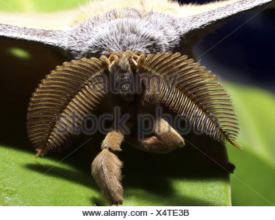 Chinese Oak Tasar Silkmoth (Antheraea pernyi), eating larva Stock Photo ...