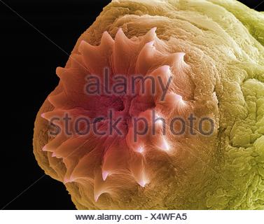 Dog tapeworm head. Coloured scanning electron micrograph (SEM) of the ...