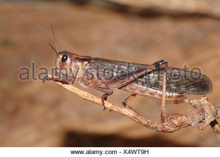 Migratory Locust, Locusta Migratoria Stock Photo - Alamy