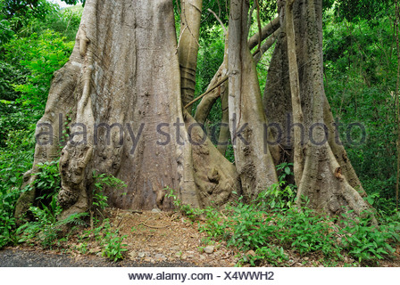 Kapok trees (Ceiba pentandra) in the tropical rainforest, St. Croix ...