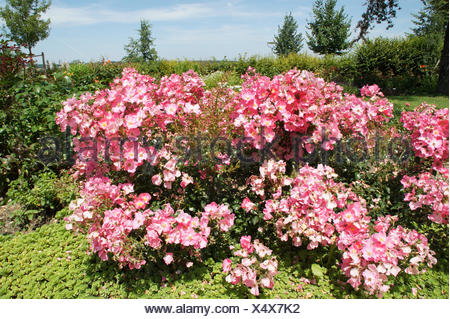 Rosa Fortuna, Hybrid-rose Stock Photo - Alamy