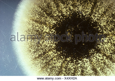 Aspergillus Niger on culture plate Stock Photo - Alamy