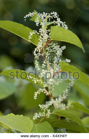 bohemian knotweed, fallopia x bohemica Stock Photo: 73394654 - Alamy