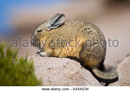 Viscacha (Lagidium) relatives from the Chinchillas at the rocks Stock ...