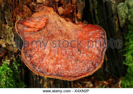 Beefsteak fungus / beefsteak polypore/ ox tongue (Fistulina hepatica ...