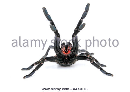 tarantula (Ornithoctonus costalis, Haplopelma costale), Thai bird Stock ...