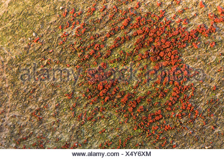 red fungus growing on tree trunk Stock Photo: 20339171 - Alamy